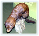 Pest Controllers | Mink Control