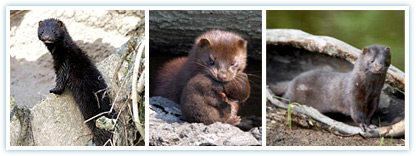 Pest Controllers | Mink Control